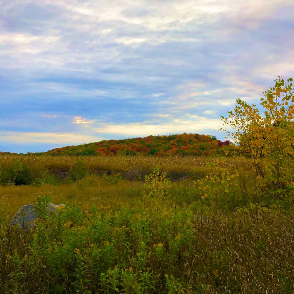Koopman's Maple Mountain - Ontario Maple
